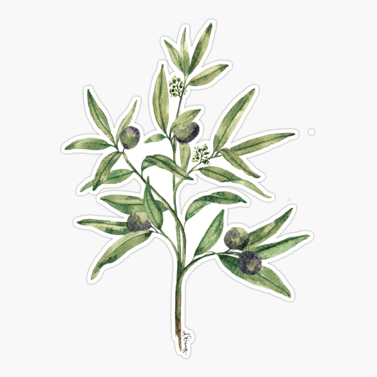 Onim Olive Tree Branch V2 Sticker, Phone Decal Water Bottle Stickers ...