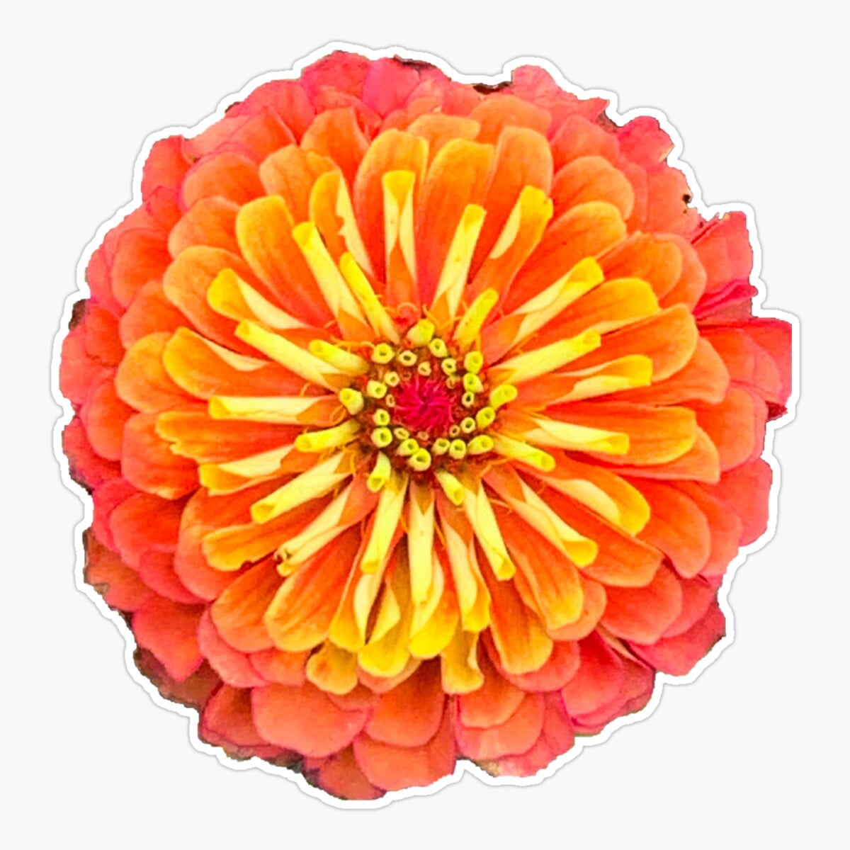 Onim Orange Zinnia Sticker, Phone Decal Water Bottle Stickers Car ...