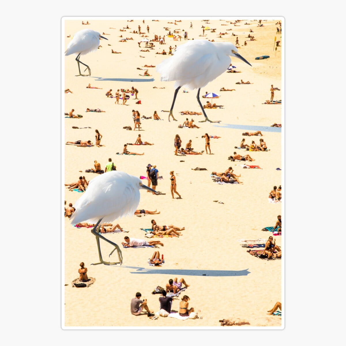 Onim Pass Into Oblivion Sticker, Phone Decal Water Bottle Stickers Car ...