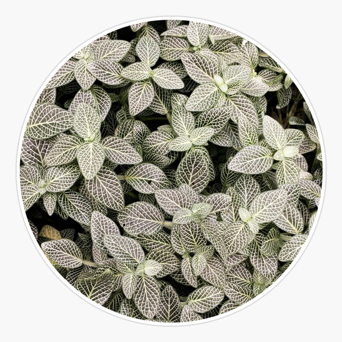 Onim Pattern Of Leaves Iv Sticker, Phone Decal Water Bottle Stickers ...