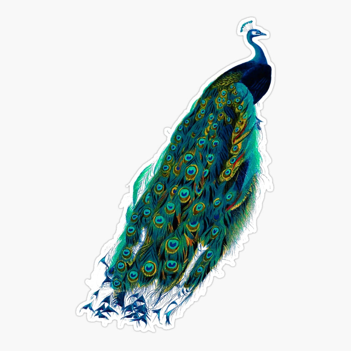 Onim Peacock Art Vintage Peacock Illustration Sticker, Phone Decal ...