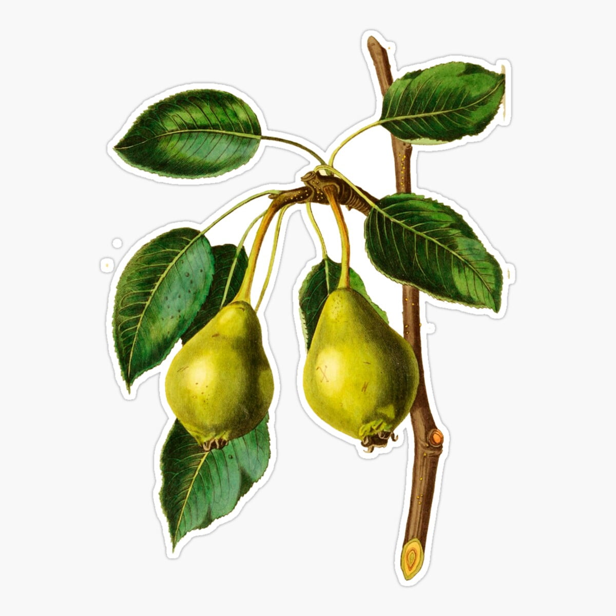 Onim Pear Fruit Franch Botanical Illustration Sticker, Phone Decal ...
