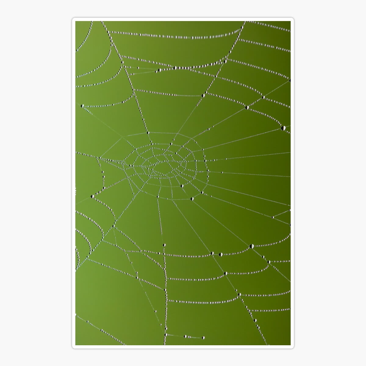 Onim Pearl Necklace Sticker, Phone Decal Water Bottle Stickers Car ...