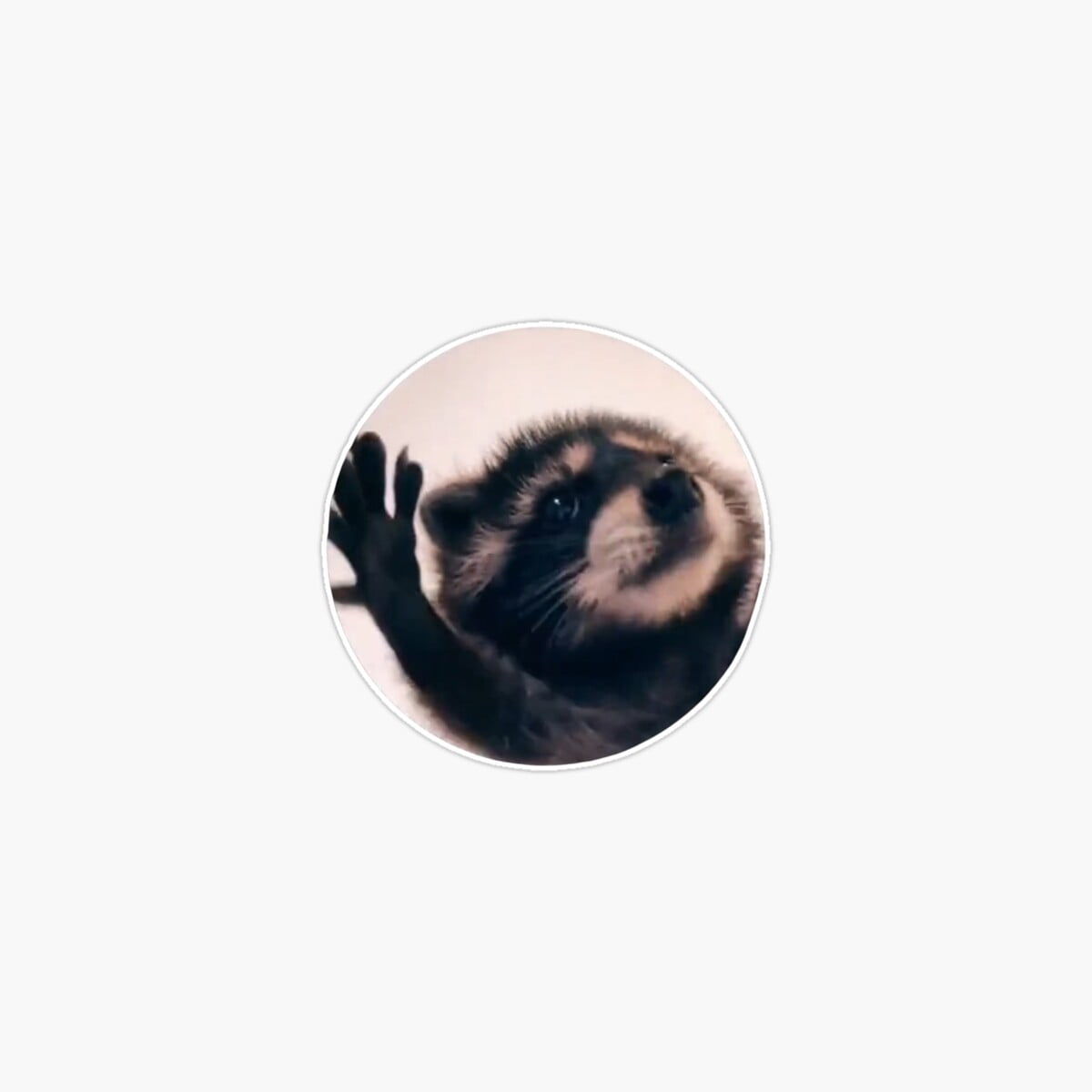 Onim Pedro Techno Raccoon Sticker, Phone Decal Water Bottle Stickers ...