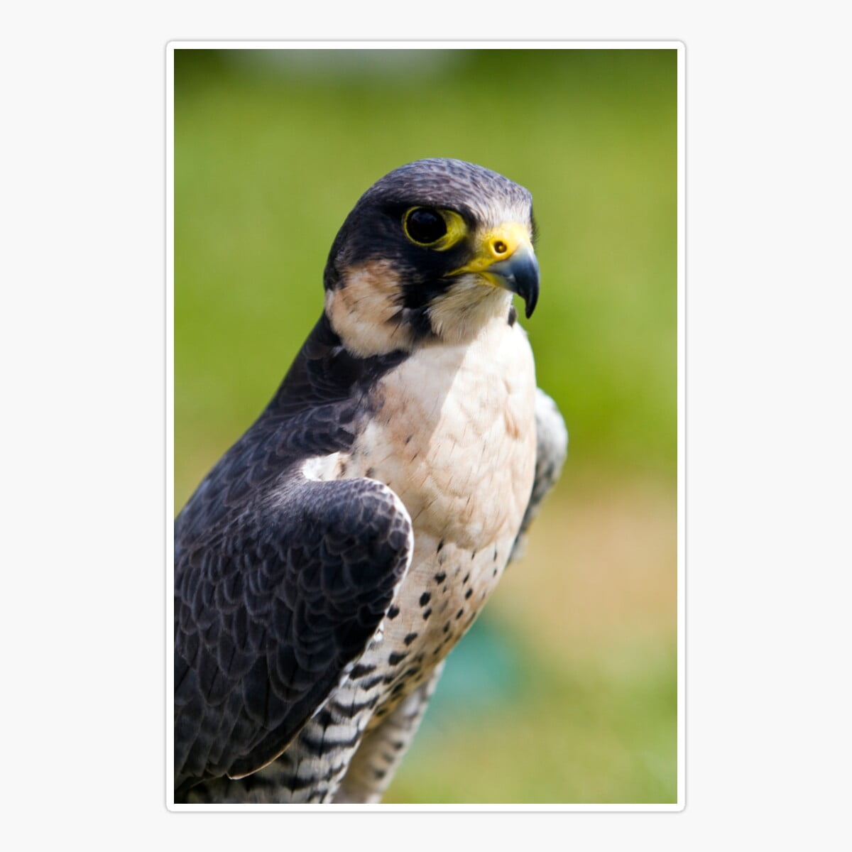Onim Peregrine Falcon Sticker, Phone Decal Water Bottle Stickers Car ...