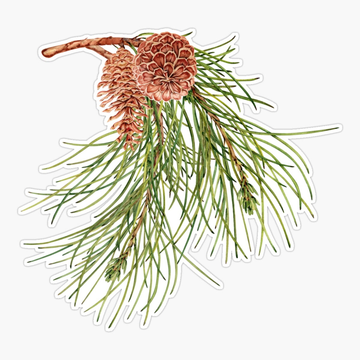 Onim Pine Tree Branch With Pinecones Design Sticker, Phone Decal Water ...