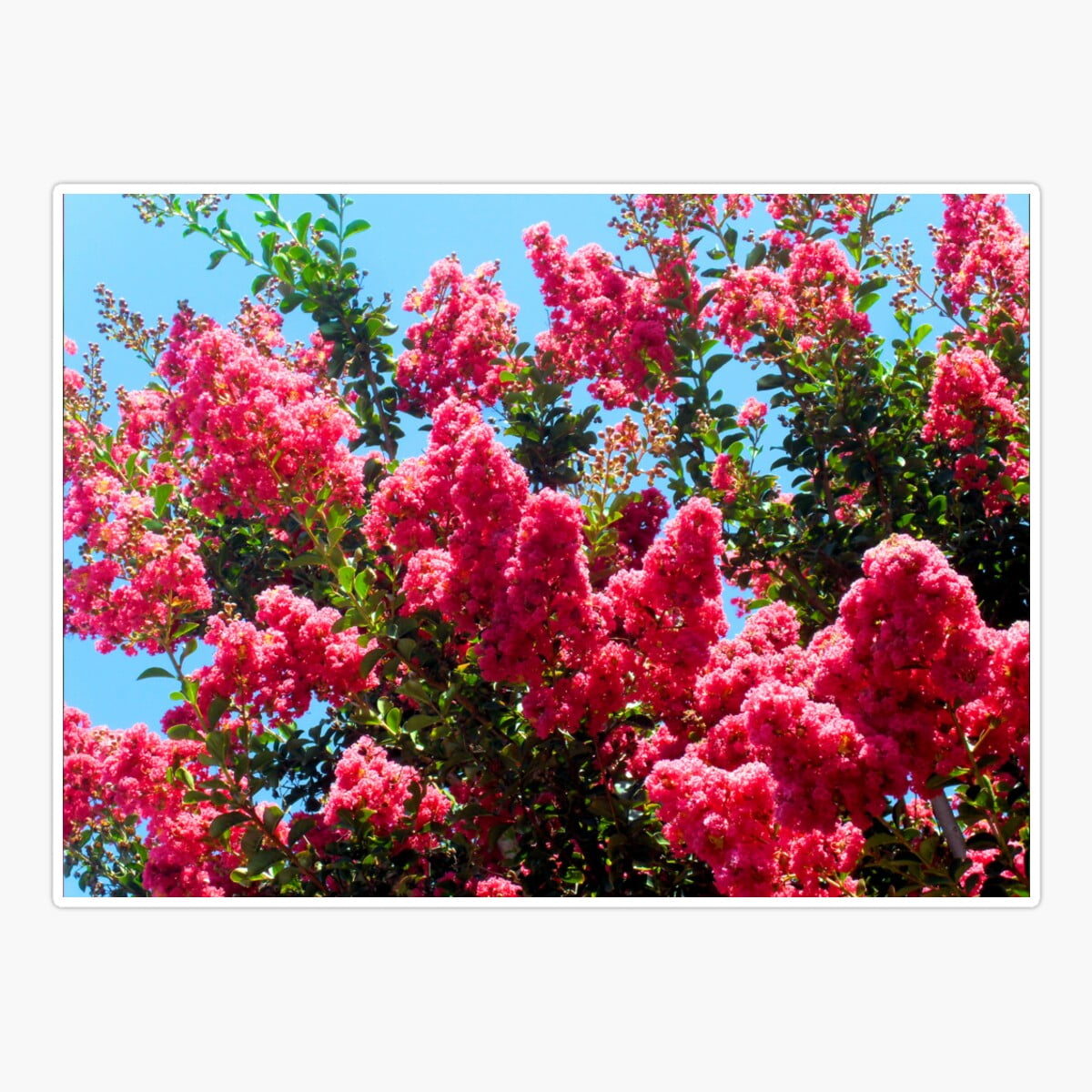 Onim Pink Crape Myrtle Flowers Photograph Sticker, Phone Decal Water ...