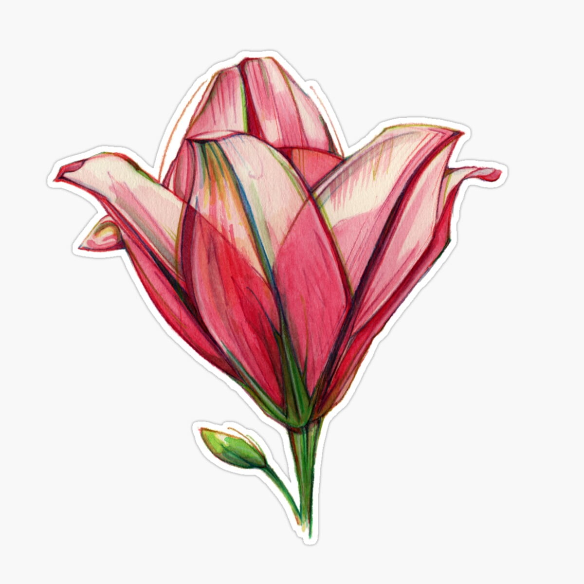 Onim Pink Lily Bud Sticker, Phone Decal Water Bottle Stickers Car ...