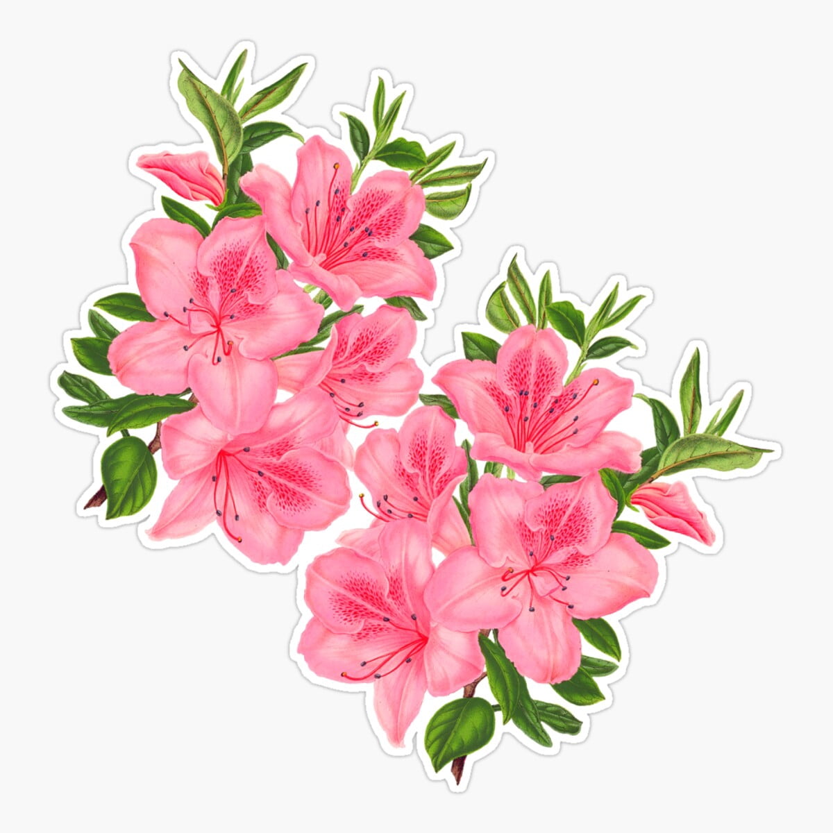 Onim Pink Lily Vintage Sticker, Phone Decal Water Bottle Stickers Car ...