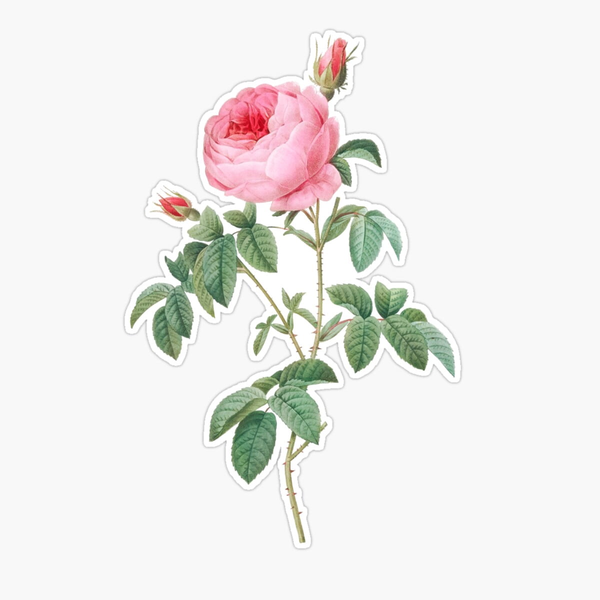 Onim Pink Rose - Botanical Illustration Sticker, Phone Decal Water ...