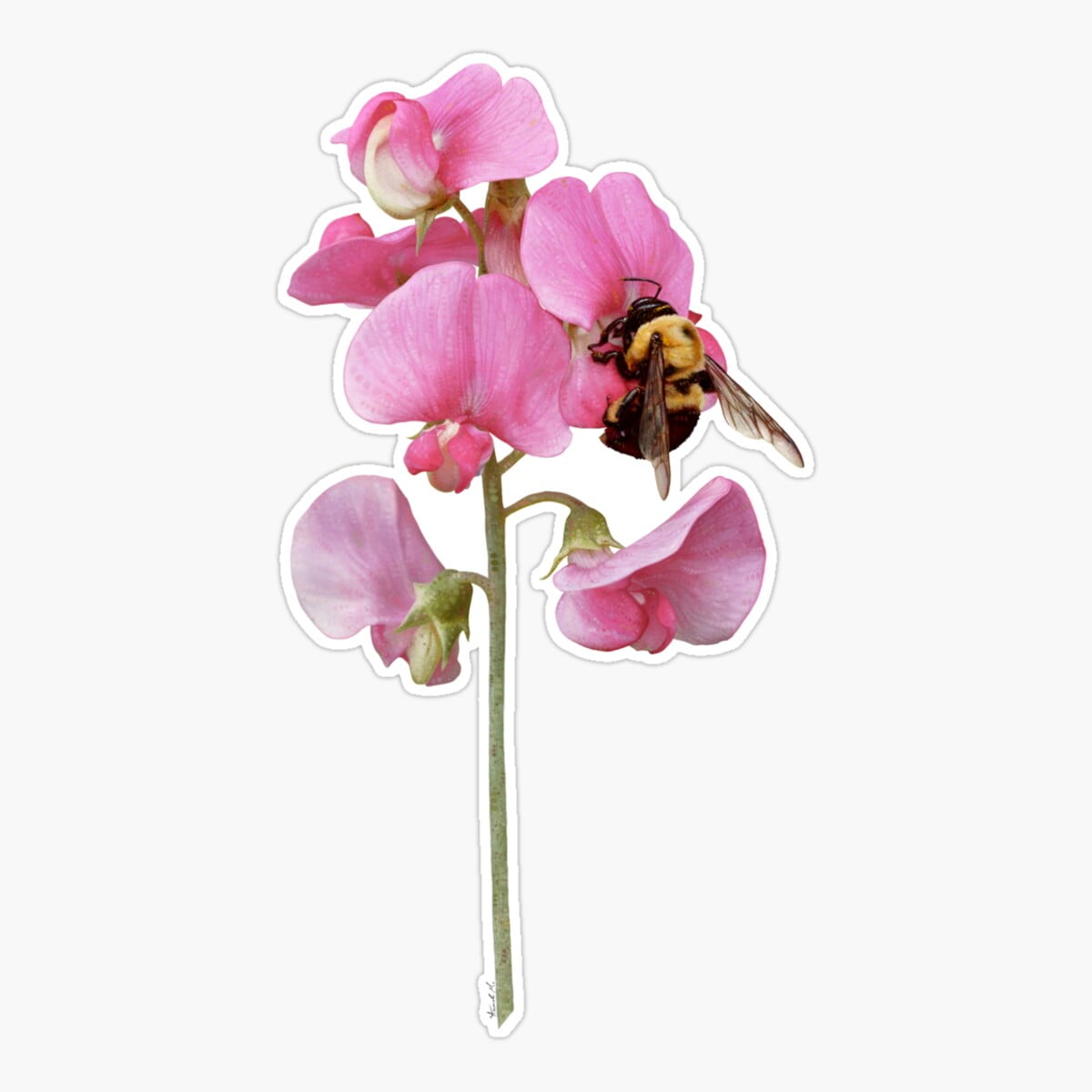 Onim Pink Sweet Pea With A Bee Sticker, Phone Decal Water Bottle ...