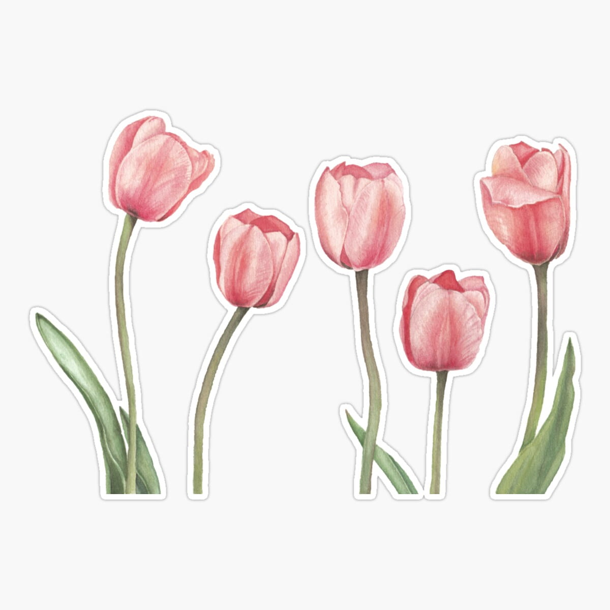 Onim Pink Tulips With Leaves, Watercolor Sticker, Phone Decal Water ...