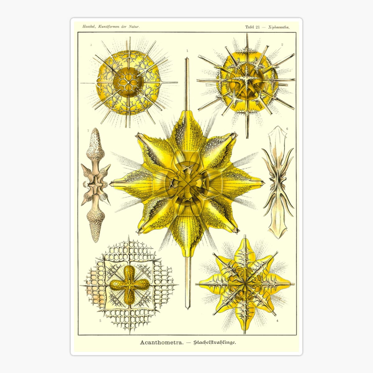 Onim Plate 21. Acanthometra, Amoeboid Protozoans. Sticker, Phone Decal ...