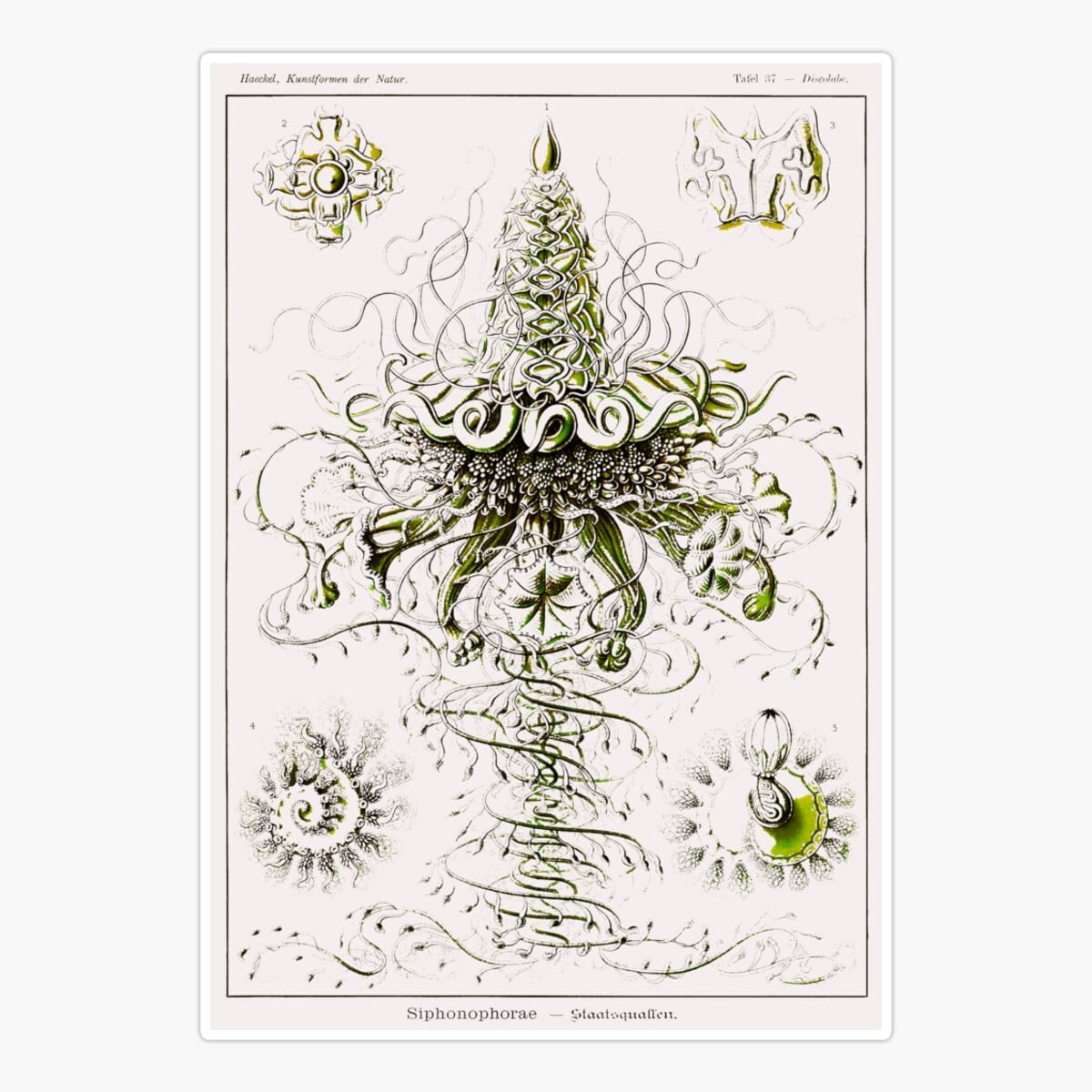 Onim Plate 37. Siphonophores, Colonial Marine Invertebrates That Can ...