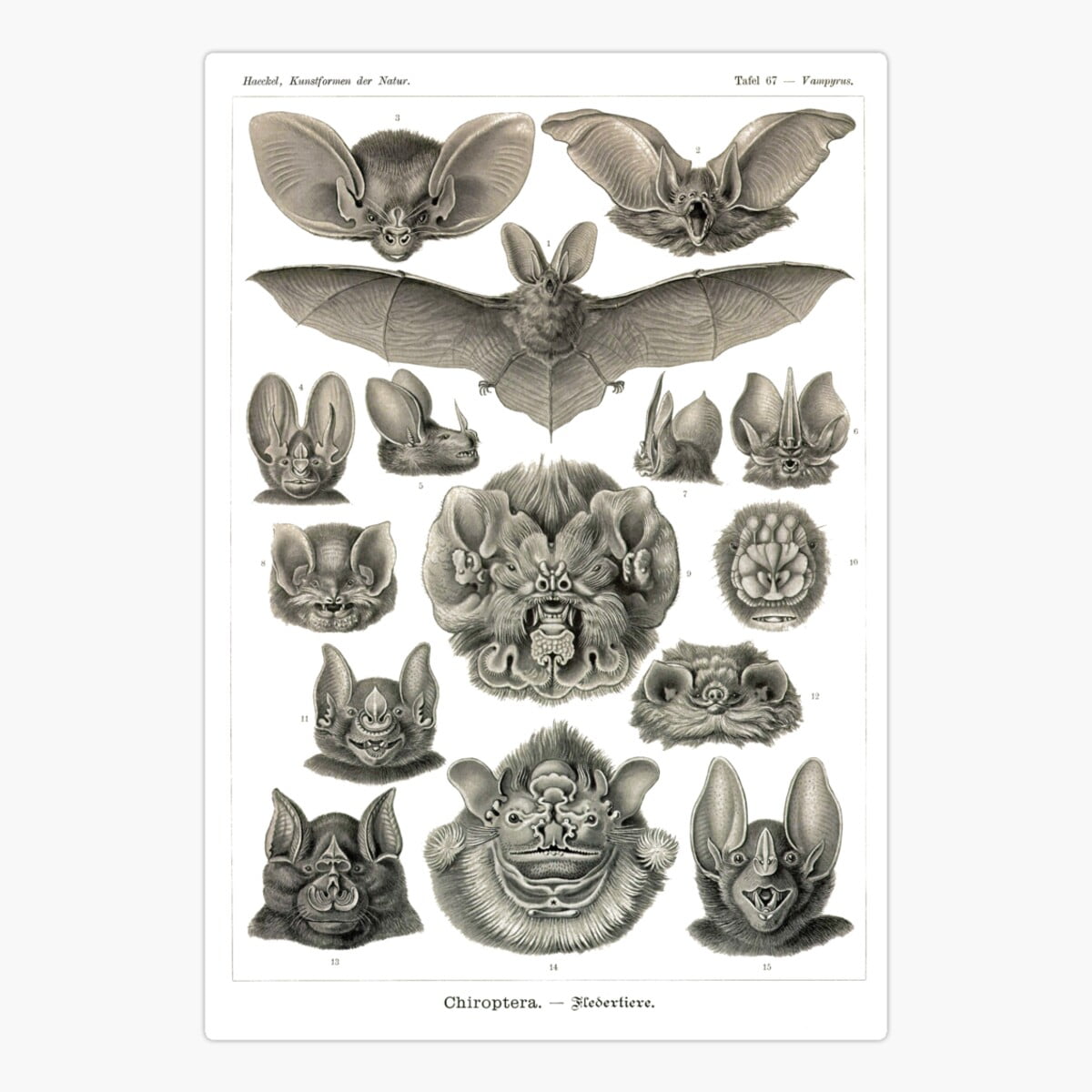 Onim Plate 67. Bats. Sticker, Phone Decal Water Bottle Stickers Car ...