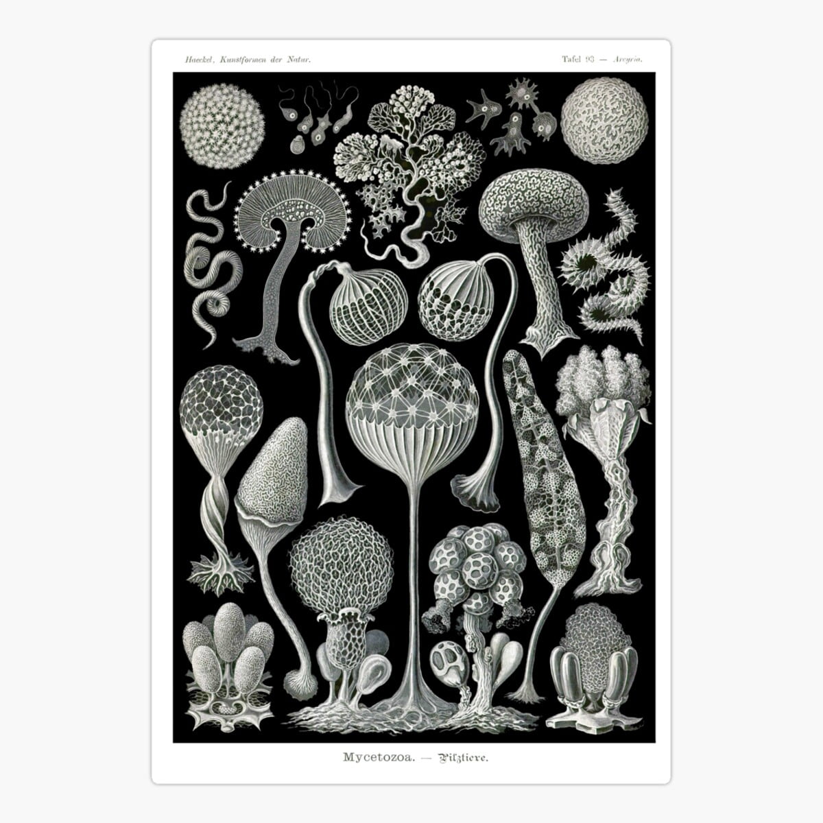 Onim Plate 93. Mycetozoa, A Grouping Of Slime Molds. Sticker, Phone ...