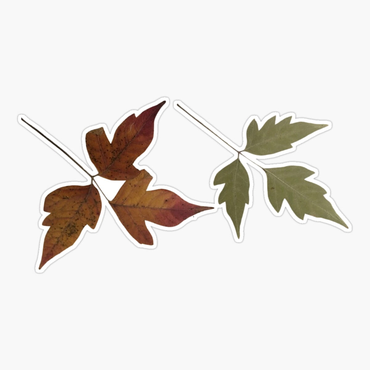 Onim Poison Ivy Leaves - Real Poison Ivy Plant Identification Sticker ...