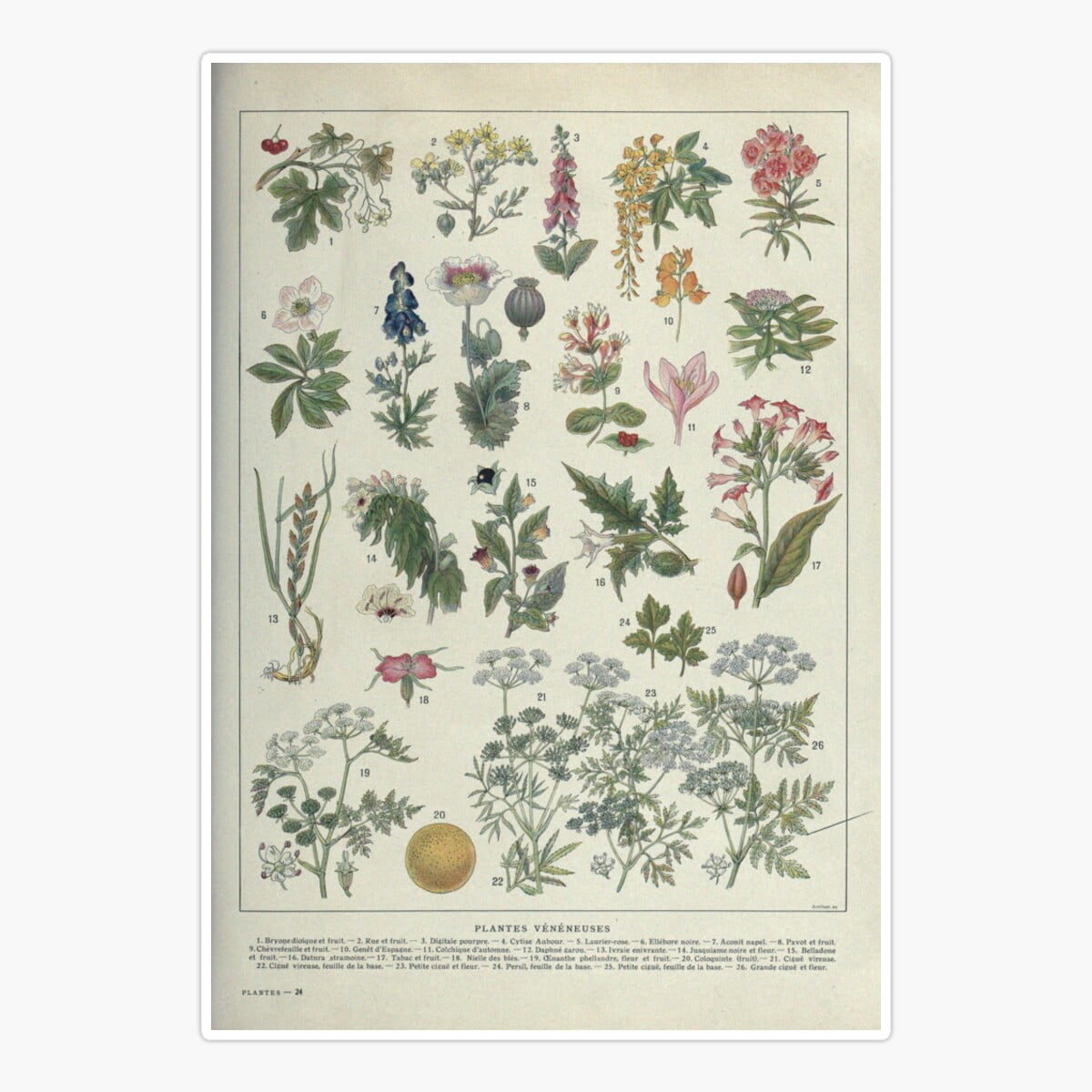 Onim Poisonous Plants, Plantes Vénéneuses, Botanical Illustration ...