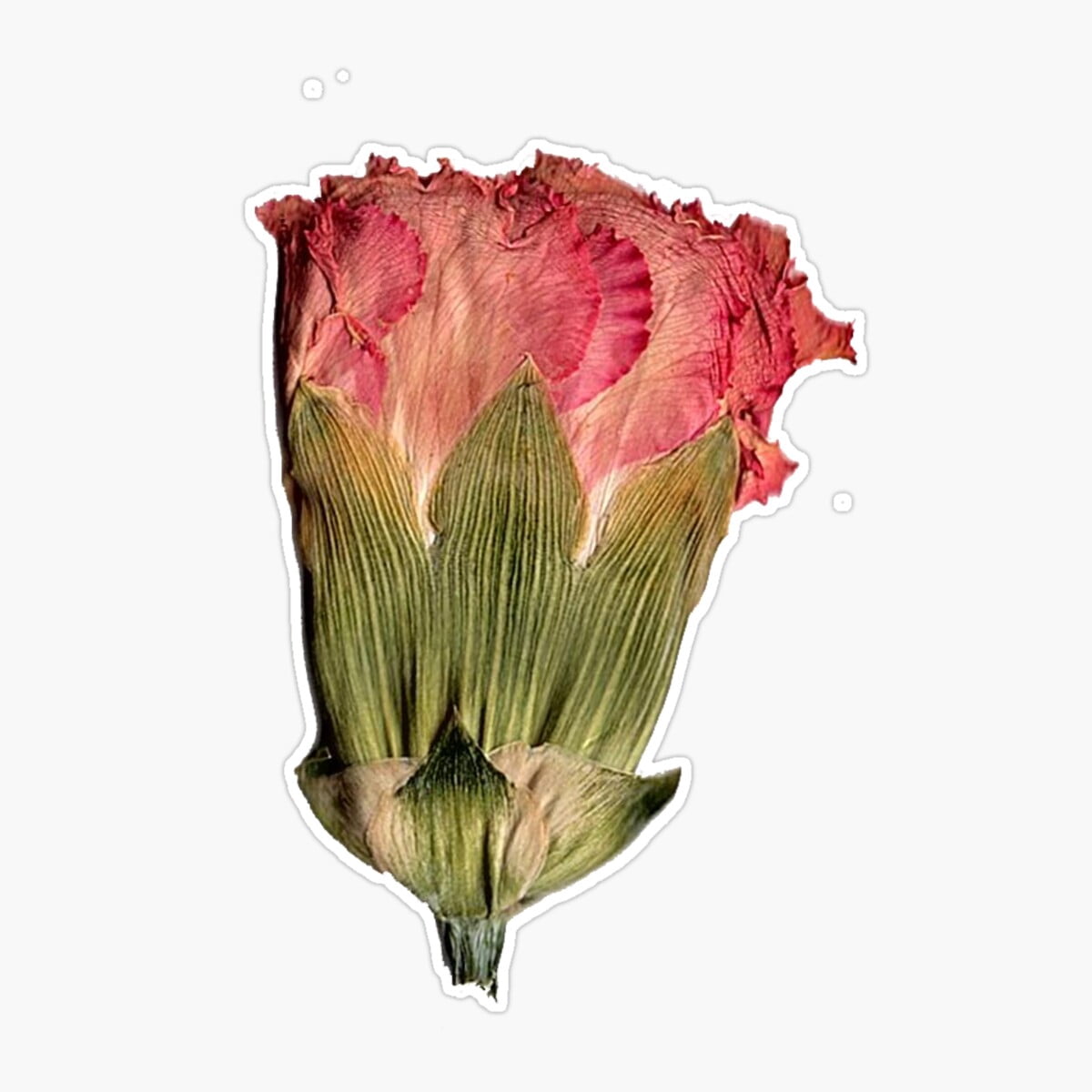 Onim Pressed Flower (D) Sticker, Phone Decal Water Bottle Stickers Car ...