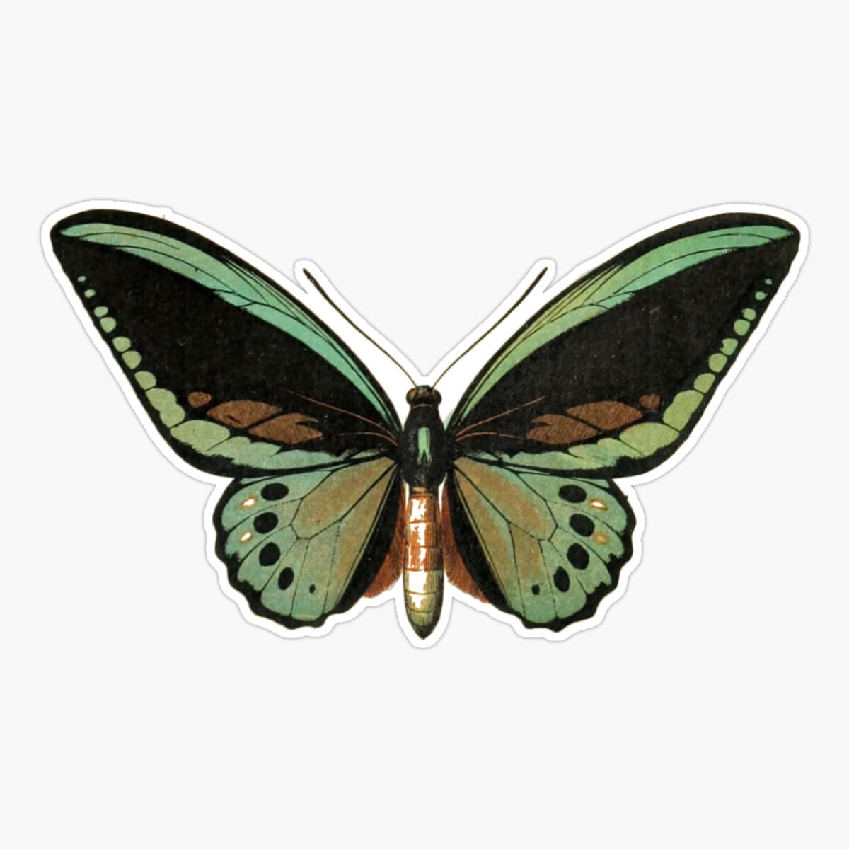 Onim Priam (Priam'S Birdwing) Sticker, Phone Decal Water Bottle ...