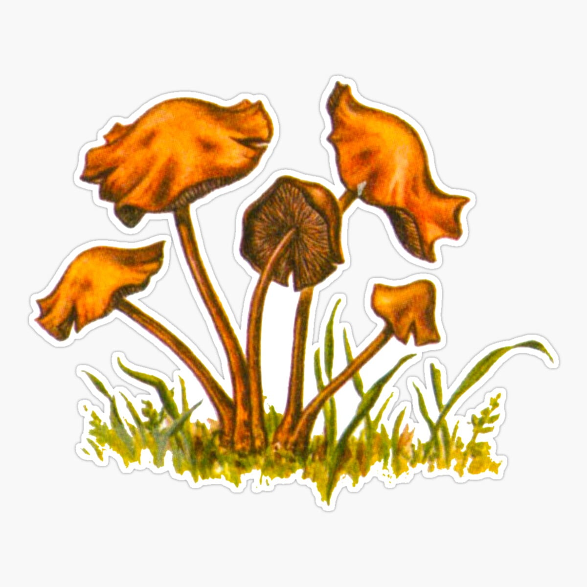 Onim Psilocybe Cubensis (Magic Mushroom) Sticker, Phone Decal Water ...