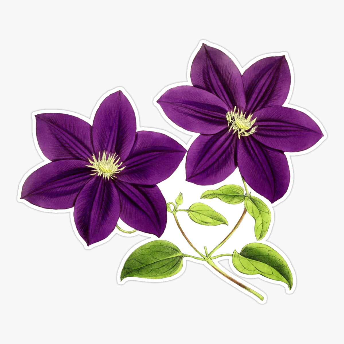 Onim Purple Asian Virginsbower Floral Sticker, Phone Decal Water Bottle ...