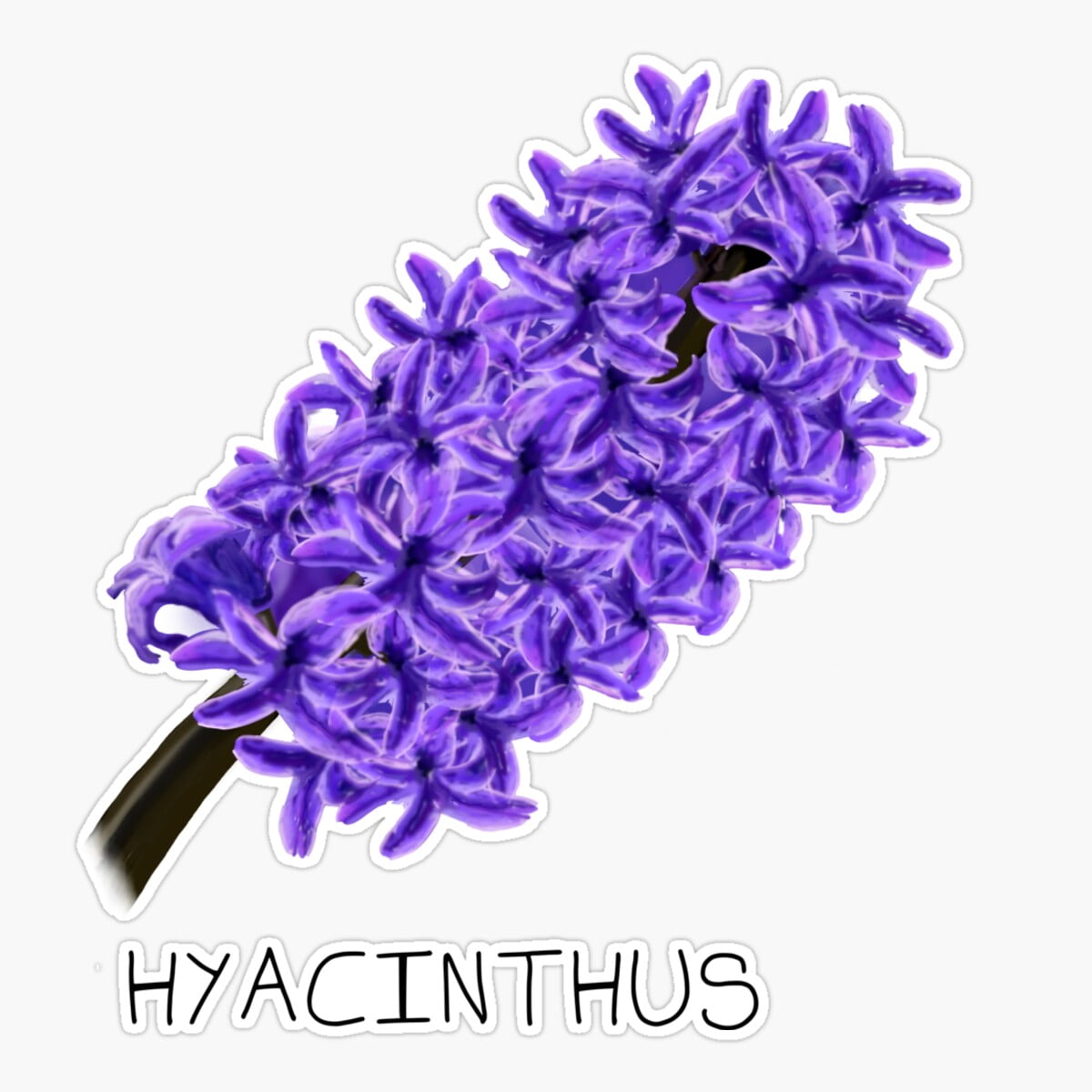 Onim Purple Hyacinth Genus Print Sticker, Phone Decal Water Bottle ...