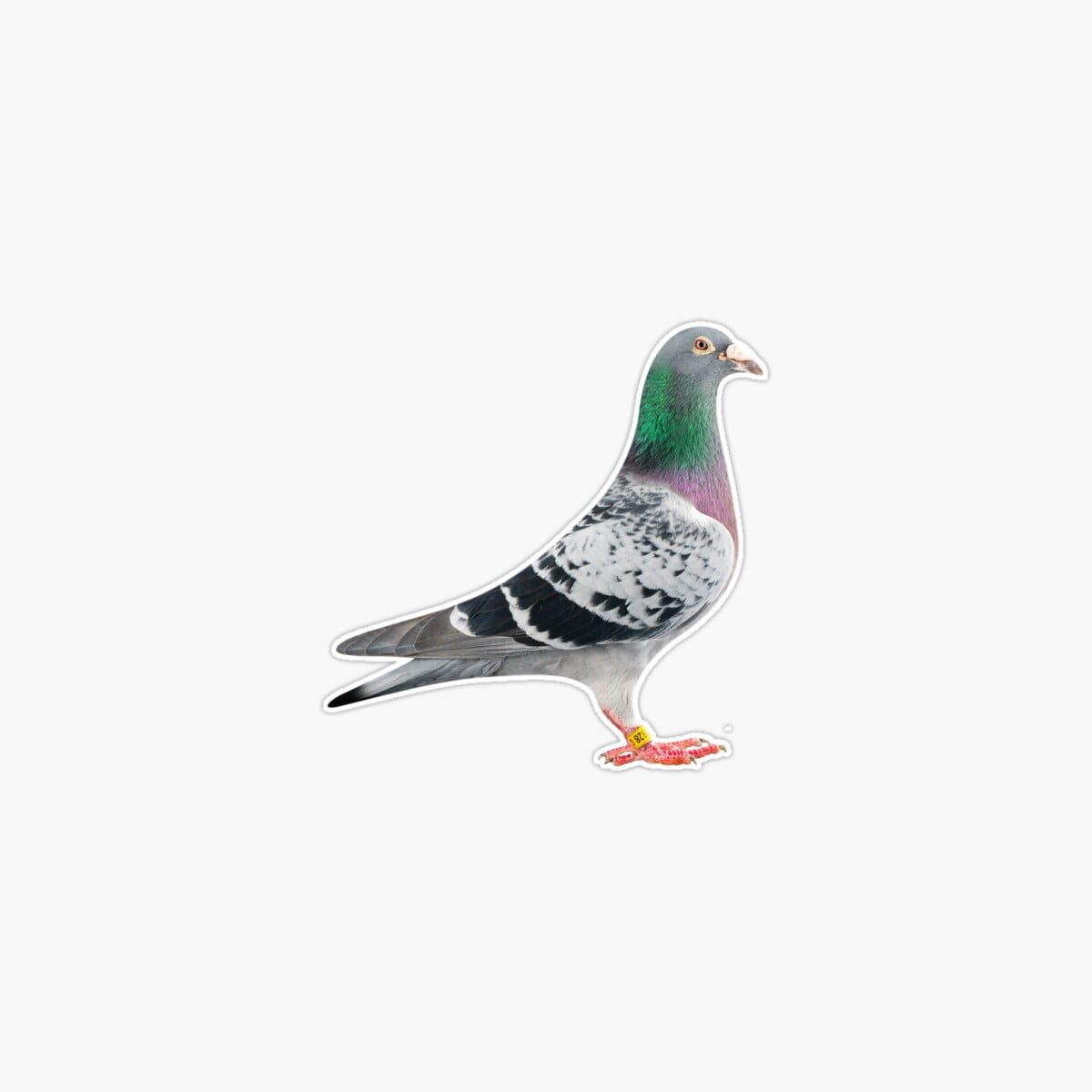 Onim Racing Pigeon Sticker, Phone Decal Water Bottle Stickers Car ...