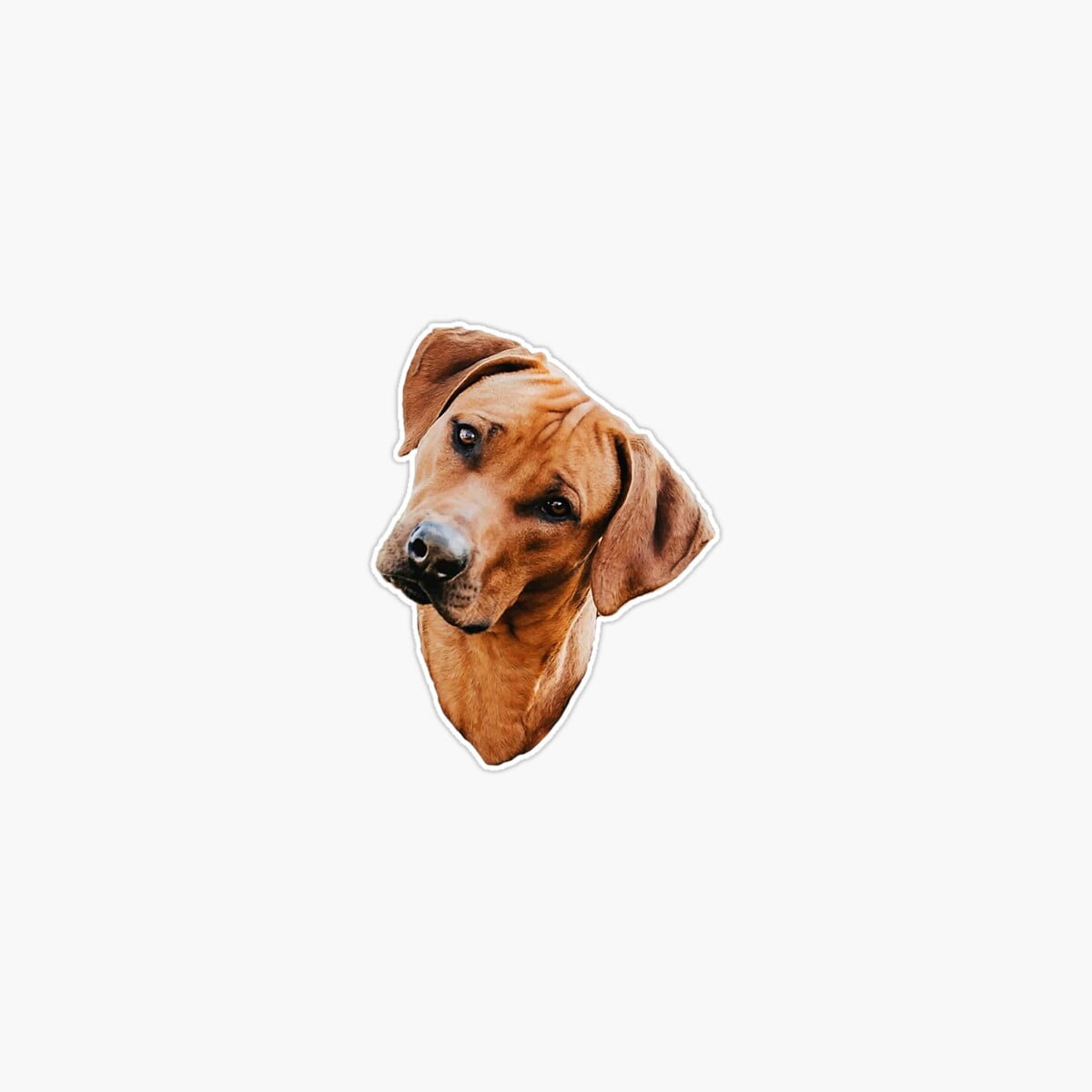 Onim Rhodesian Ridgeback African Lion Dog Sticker, Phone Decal Water ...