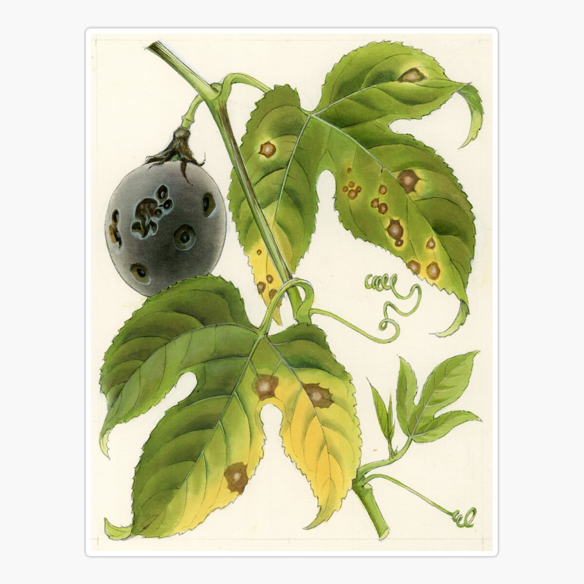 Onim Scottish Highland Cow ' Stewart ' By Shirley Macarthur Sticker ...