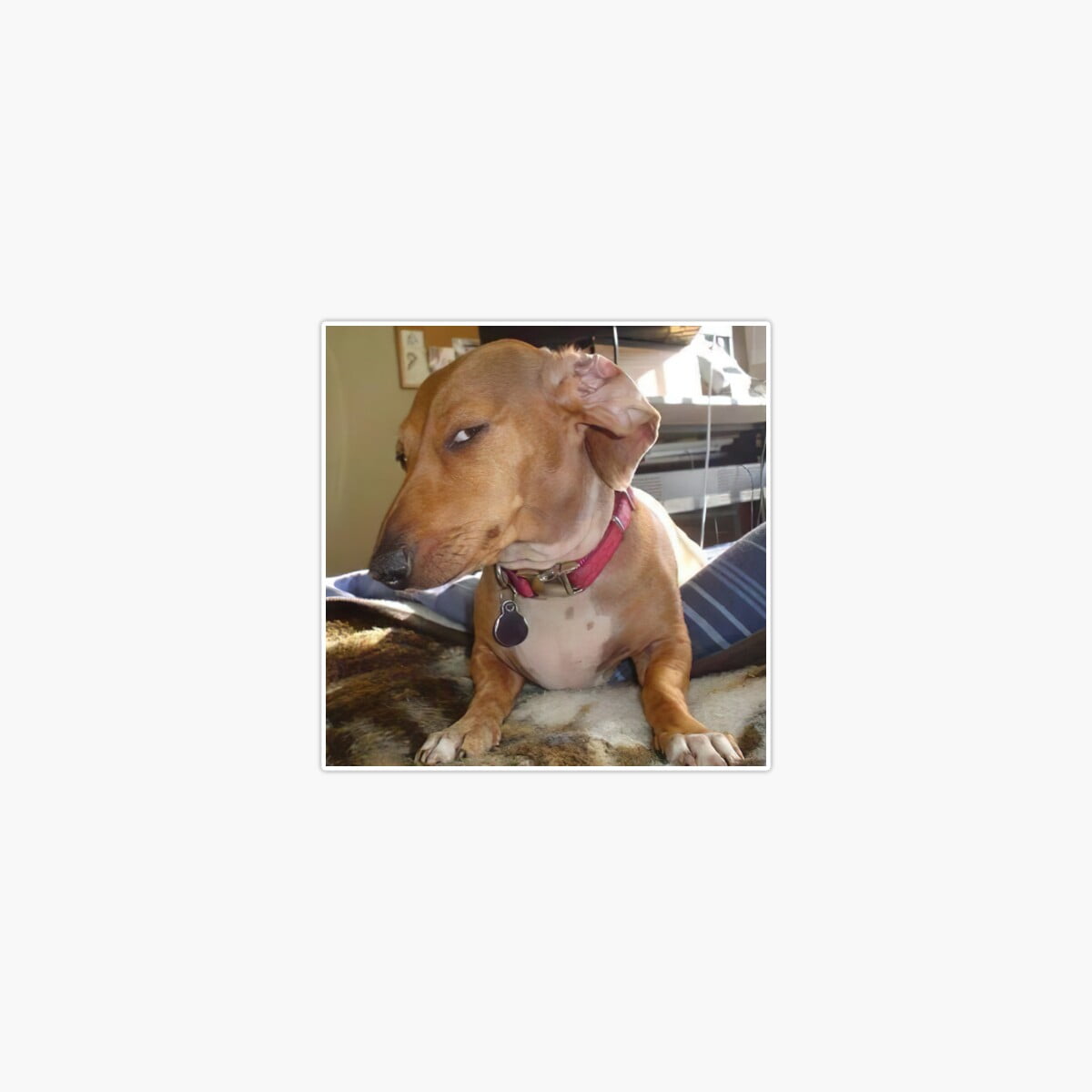 Onim Side Eye Dog Meme Sus Sticker, Phone Decal Water Bottle Stickers ...