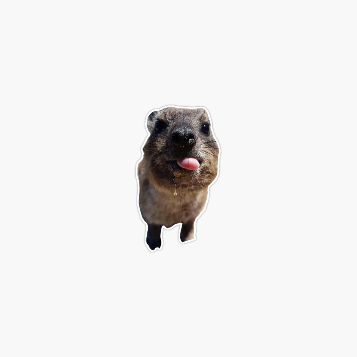 Onim Silly Rock Hyrax Sticking Out Tongue Sticker, Phone Decal Water ...