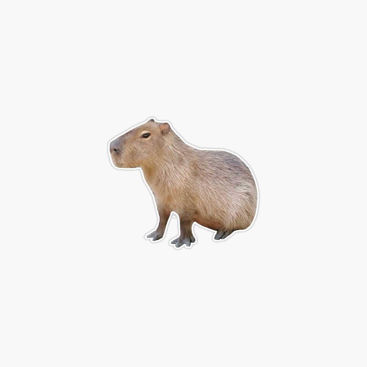 Onim Sitting Capybara Sticker, Phone Decal Water Bottle Stickers Car ...