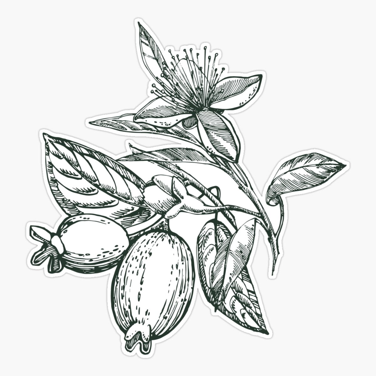 Onim Smithsonian'S National Zoo Sticker, Phone Decal Water Bottle ...