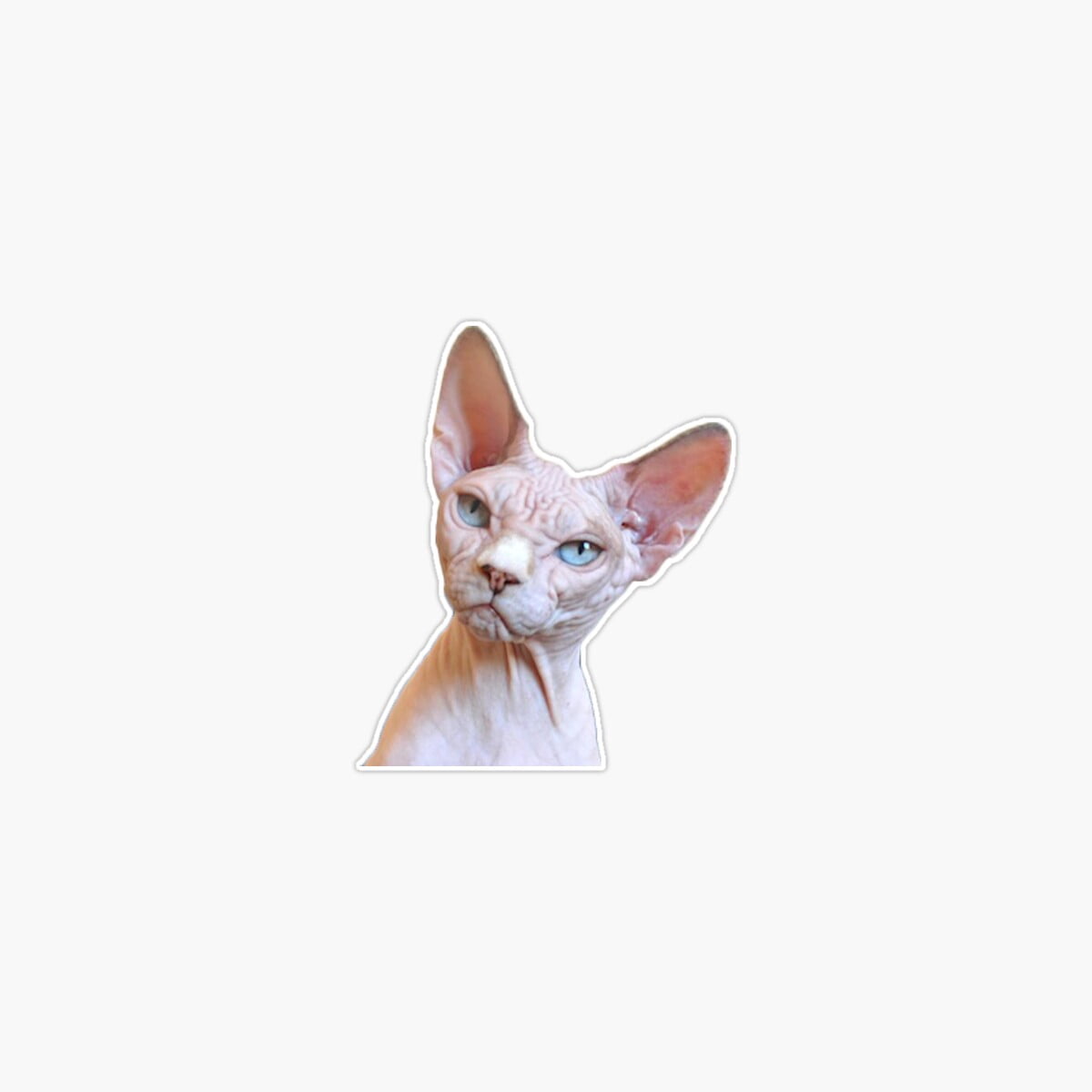 Onim Sphynx Cat Sticker Sticker, Phone Decal Water Bottle Stickers Car ...