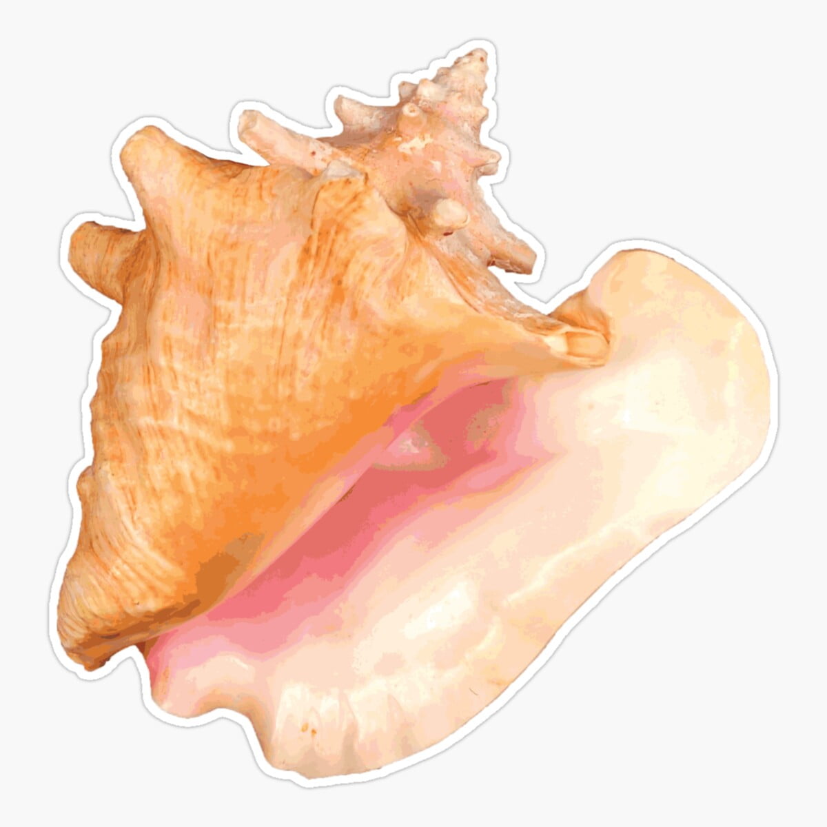 Onim Conch Shell Sticker, Phone Decal Water Bottle Stickers Car Decals ...