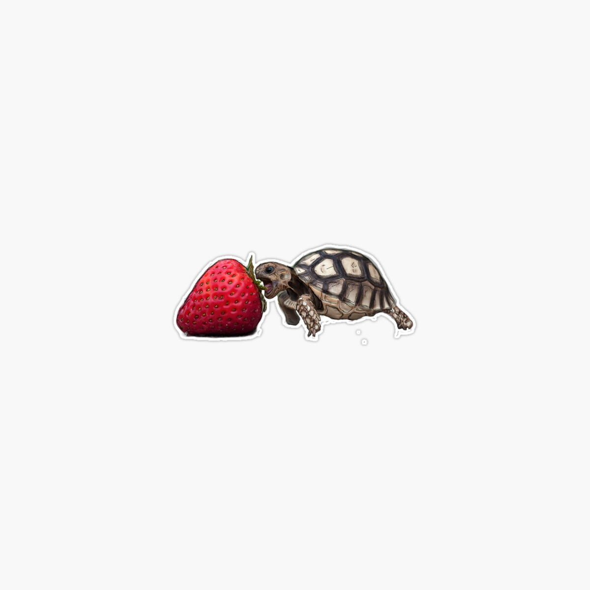 Onim Turtle Eating Strawberry Sticker - Walmart.com
