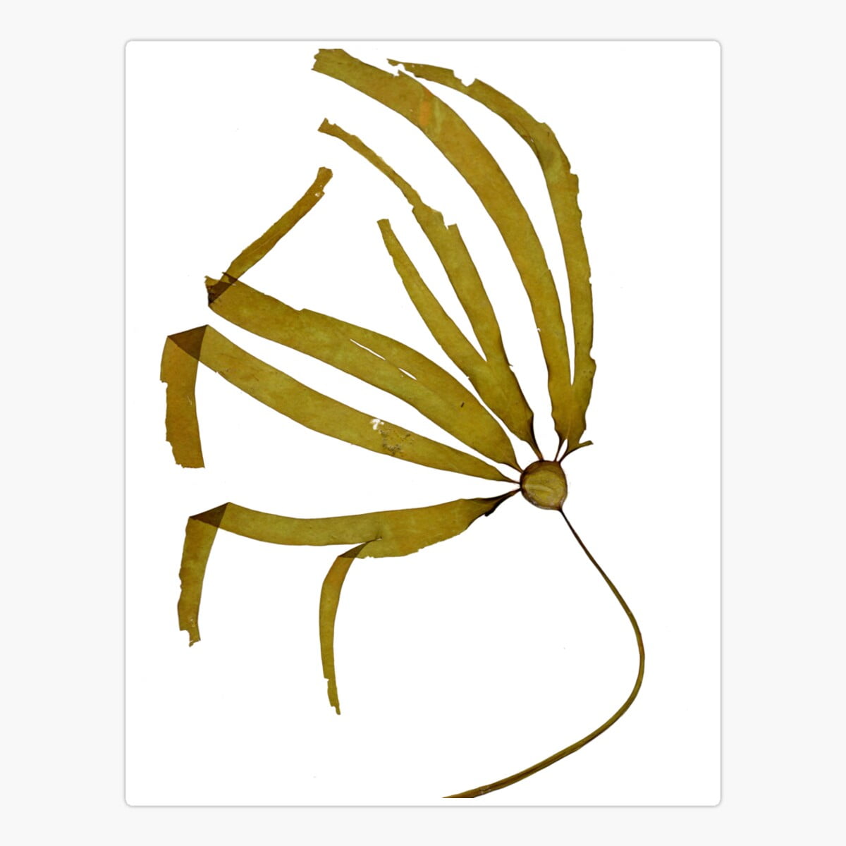 Onim Tux Sticker, Phone Decal Water Bottle Stickers Car Decals, Funny ...