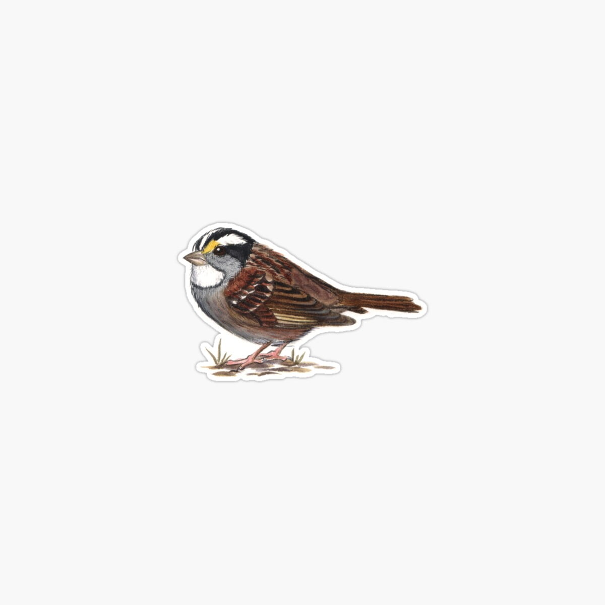Onim White-Throated Sparrow Sticker, Phone Decal Water Bottle Stickers ...