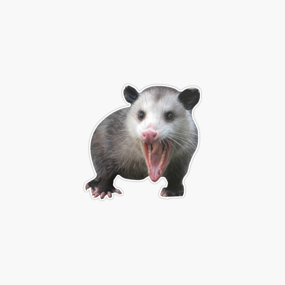 Onim Yelling Possum Sticker, Phone Decal Water Bottle Stickers Car ...