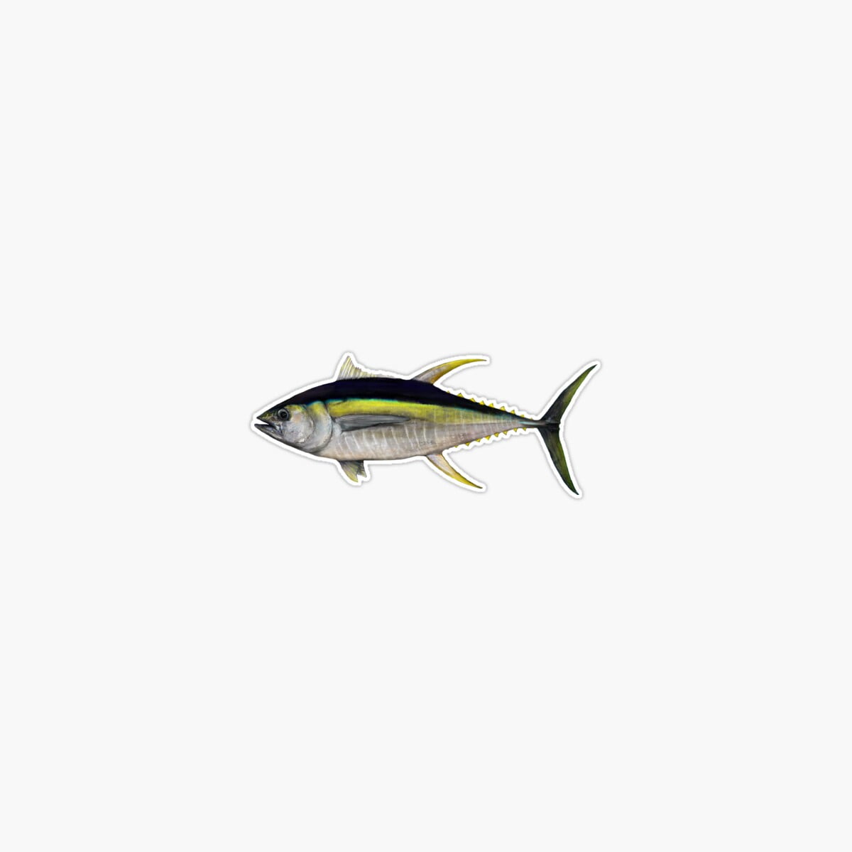 Onim Yellowfin Tuna (Thunnus Albacare) Sticker, Phone Decal Water ...