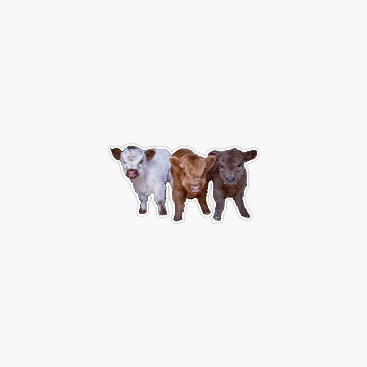 Onim cow trio Sticker - Walmart.com