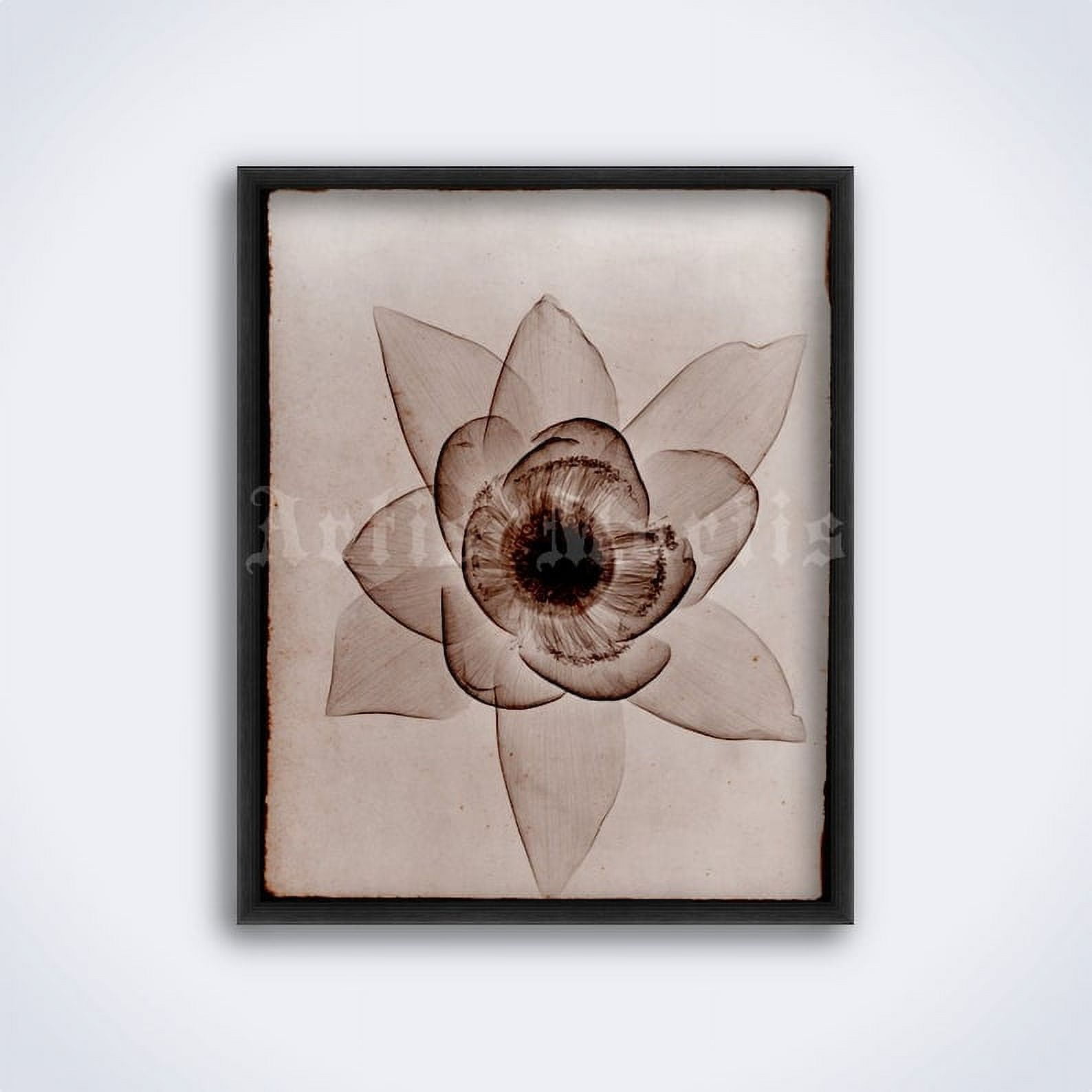 Onimhouse Poster Lotus Flower Vintage X-Ray Photo By Rain L. Tasker, Botanical Art, Floral Xray ...