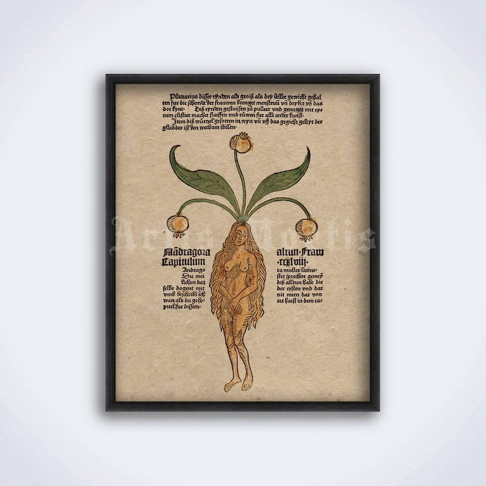 Onimhouse Poster Mandrake Female Root - Mandragora medieval art ...