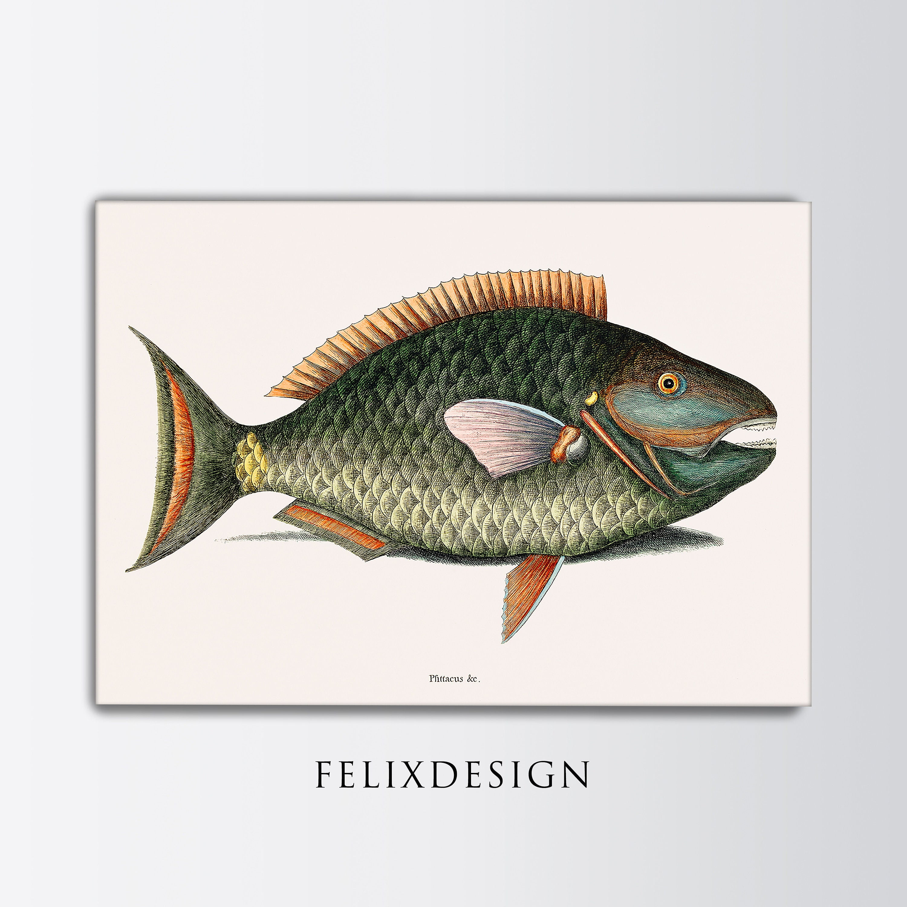 Onimhouse Poster Mark Catesby - Parrot Fish (1754) - Painting ...