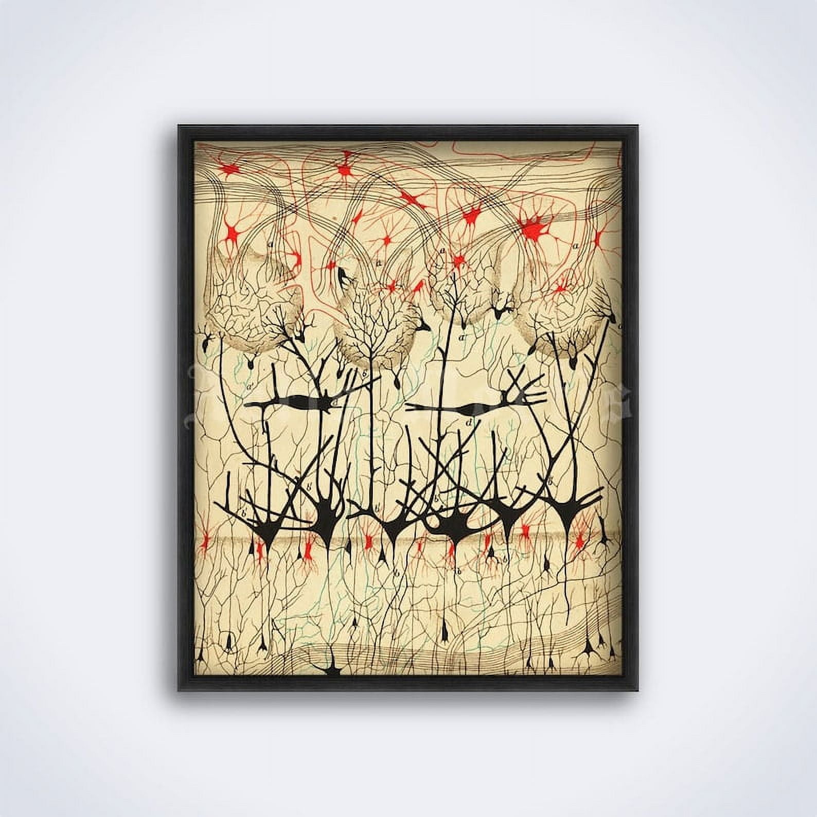 Onimhouse Poster Nerve Cells Drawing By Camillo Golgi And Santiago ...