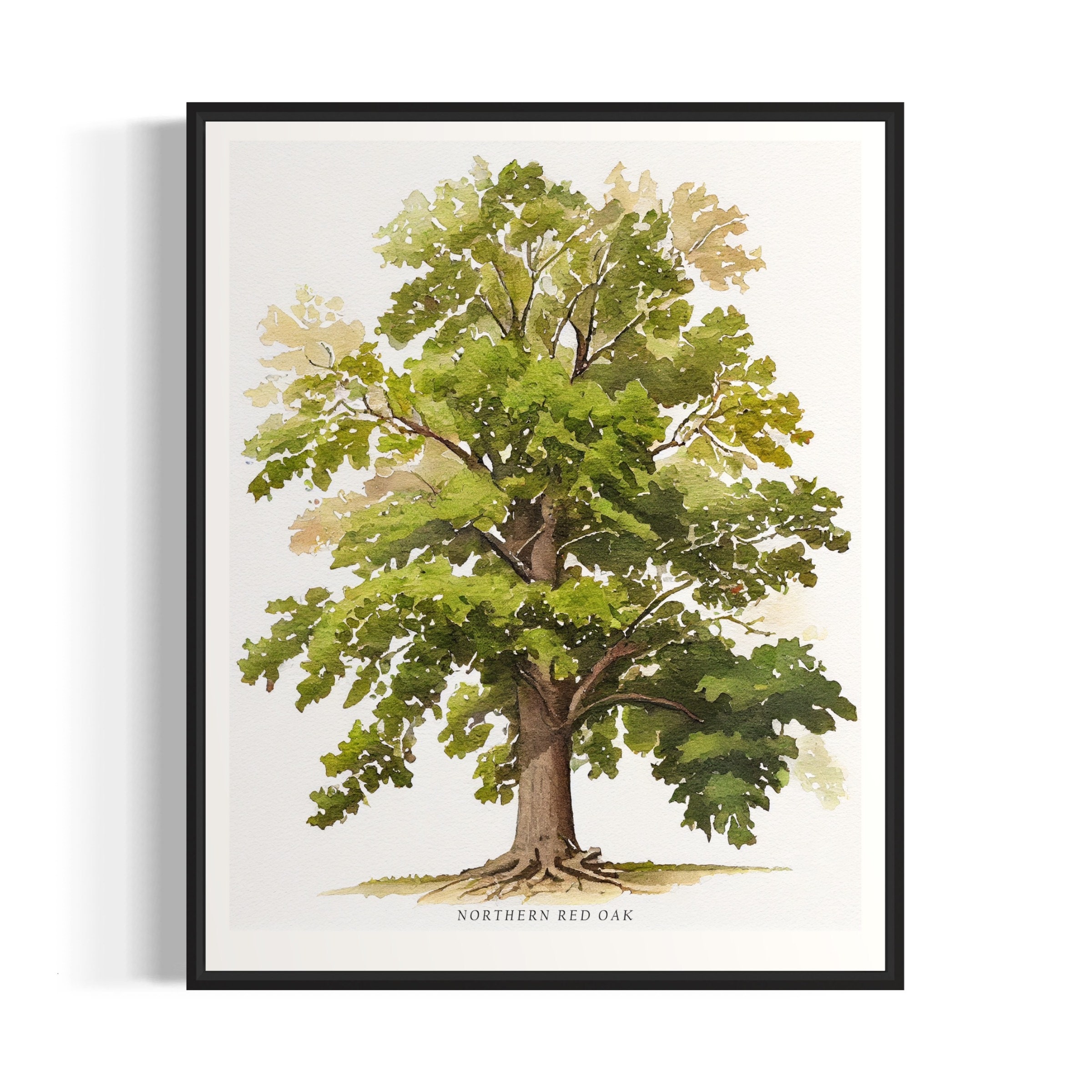 Onimhouse Poster Northern Red Oak Tree Art Print, Northern Red Oak Tree ...