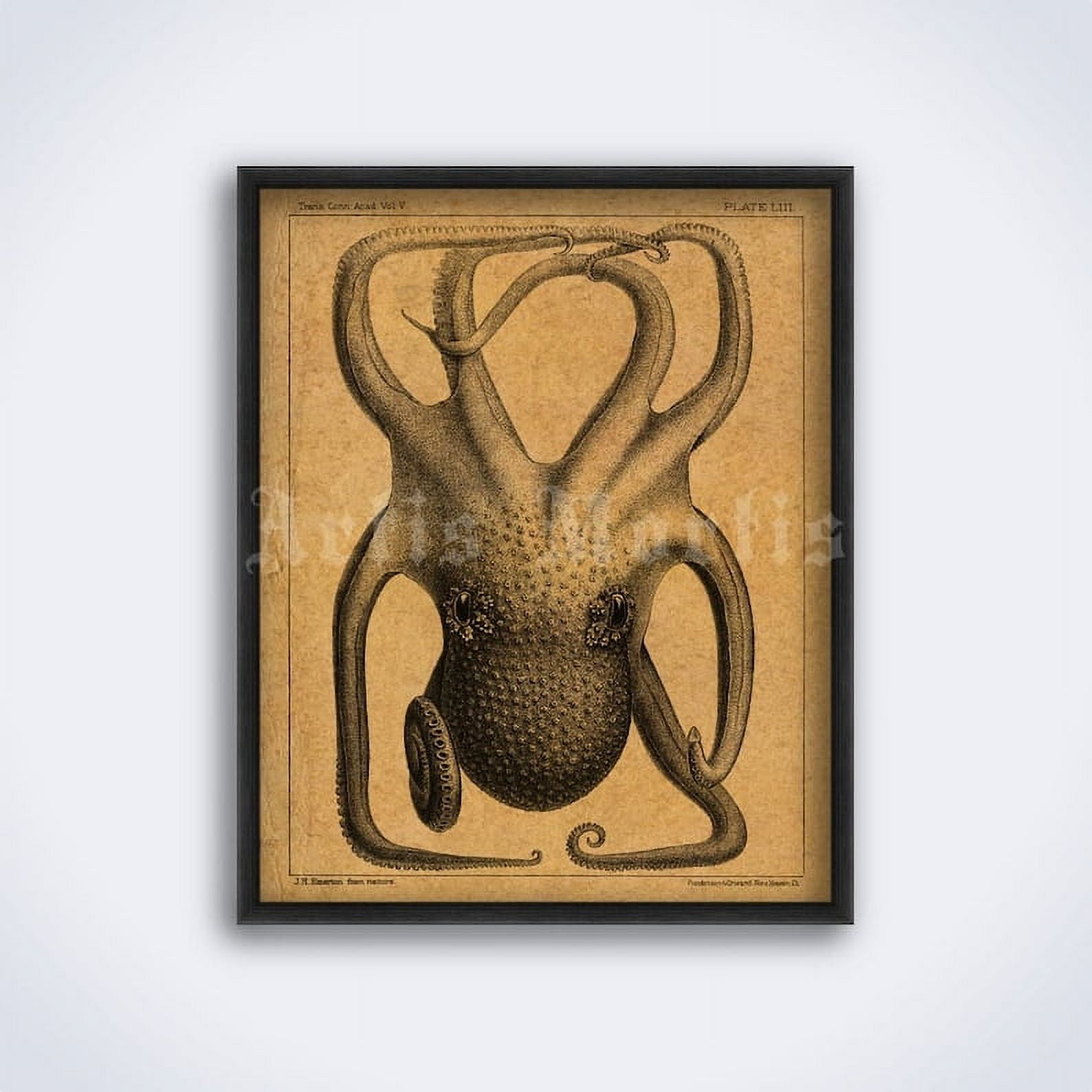 Onimhouse Poster Octopus - Nautical Victorian Illustration, Natural ...