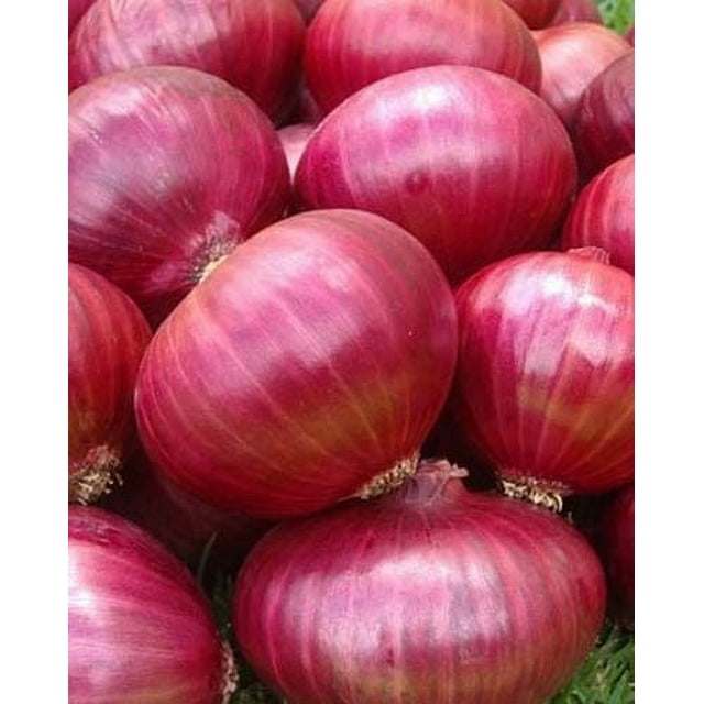 Red Creole Onion Heirloom Vegetable, Fresh Garden Planting, 300 Seeds ...
