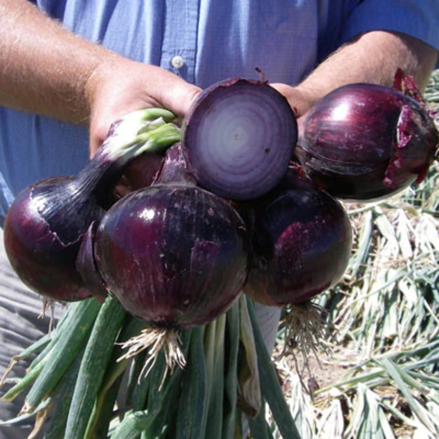 Onion Red Defender F1 Seed - Walmart.com